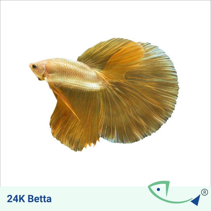 Premium BETTA Value Pack 01