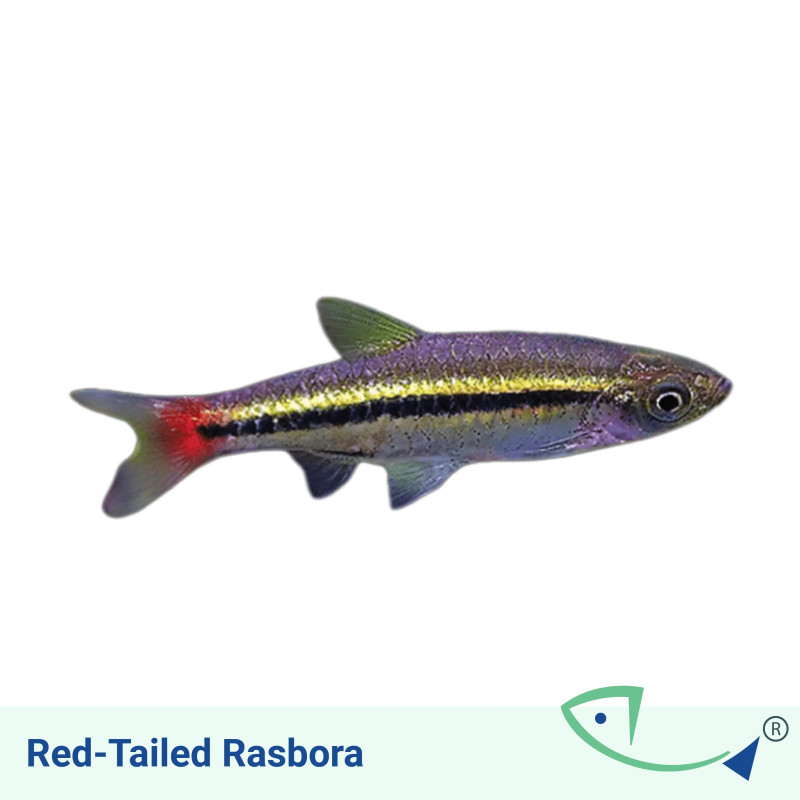 Rasbora Value Pack 01