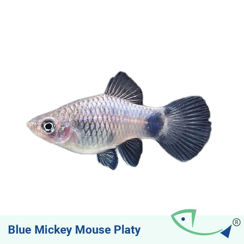 Mickey Mouse Platy Value Pack 01