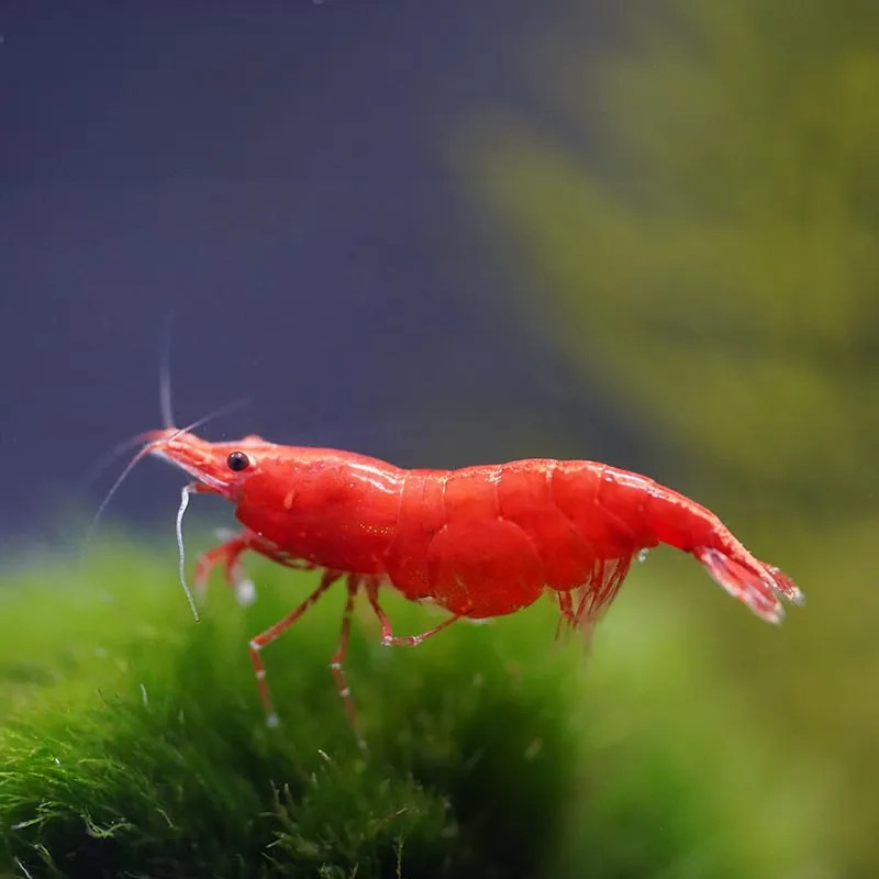 FW SHRIMP Value Pack 01