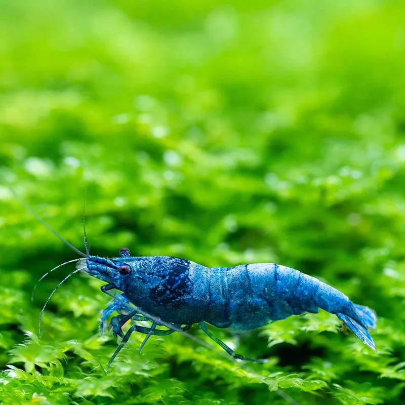 FW SHRIMP Value Pack 01