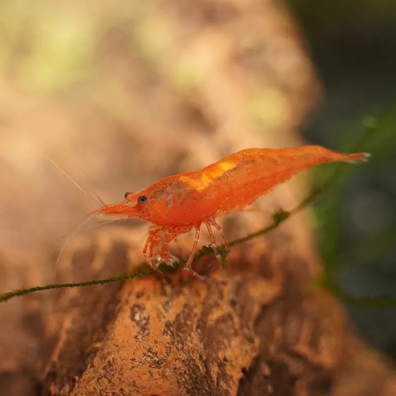 FW SHRIMP Value Pack 01